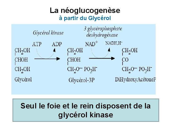 La noglucogense 2me anne Mdecine 2015 2016 Biochimie