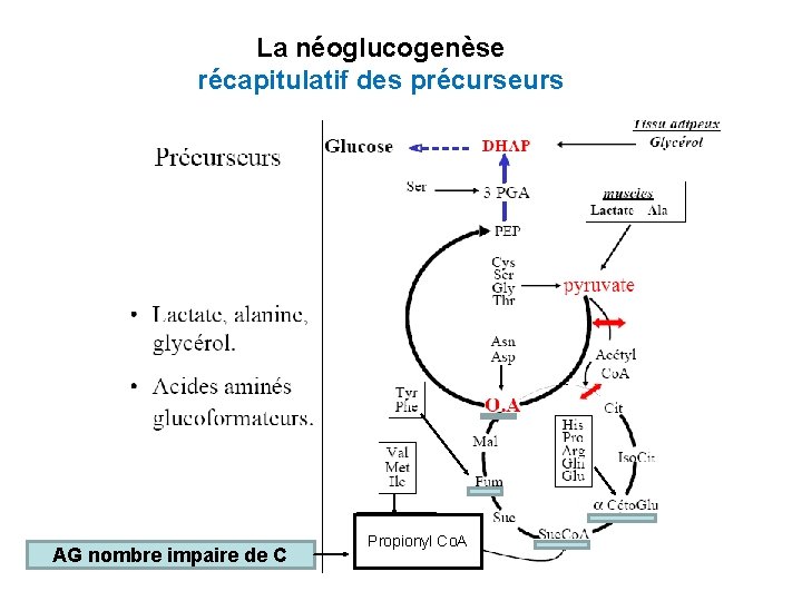 La noglucogense 2me anne Mdecine 2015 2016 Biochimie