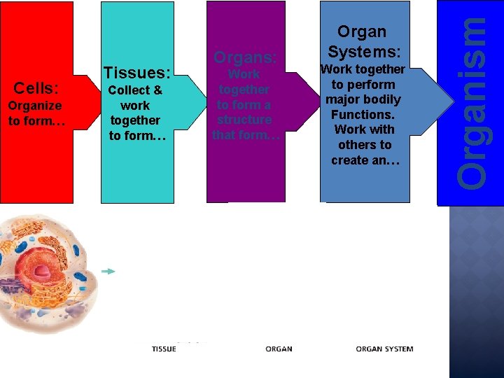 Cells Unit Biome Ecosystem Community Population Organism Organ