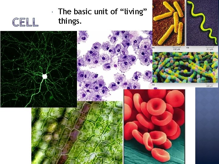 Cells Unit Biome Ecosystem Community Population Organism Organ