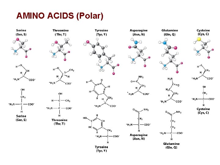 Biochemistry 1 CHEM 271 Information about Sapling Learning