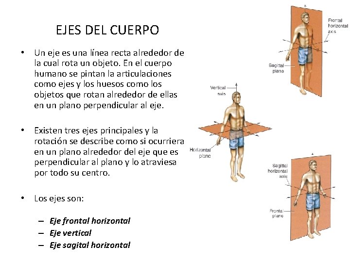 NOMENCLATURA Alejandro Gmez Rodas Fisioterapeuta y Kinesilogo U