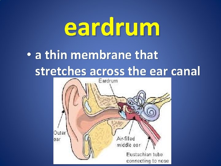 Science 8 Chapter 4Lesson 1 Quiz Sound the