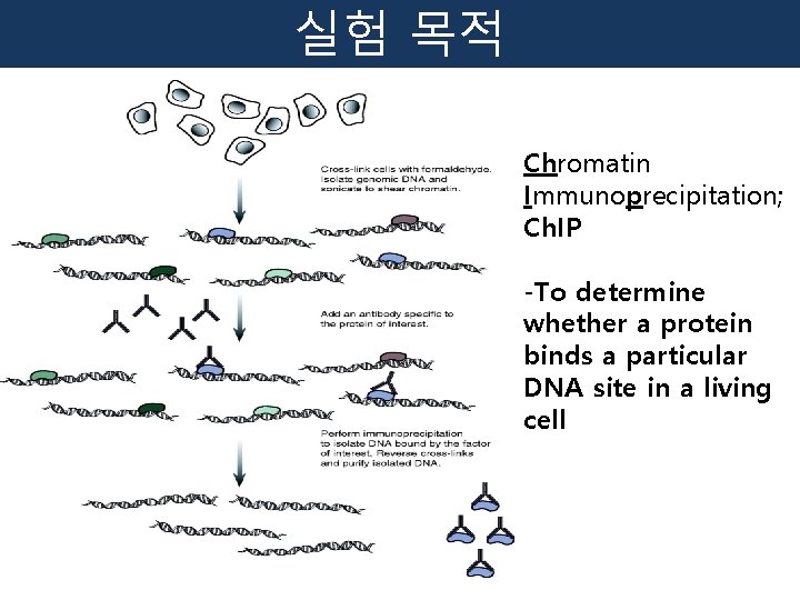 Chromatin Immunoprecipitation Transcription factor binding site ...