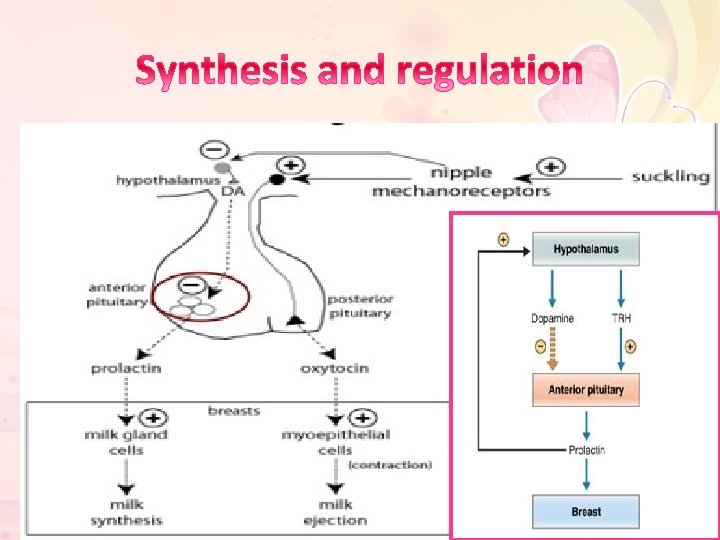Fluorescence Polarization Immunoassay FPIA Fluorescence polarization is ...