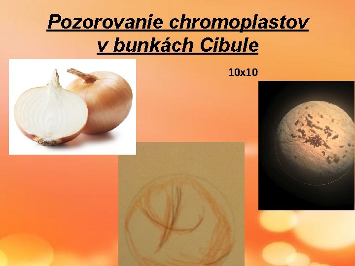 Praktick aktivita mikroskopick technika Bronislava Koristekov Zina Dobrock