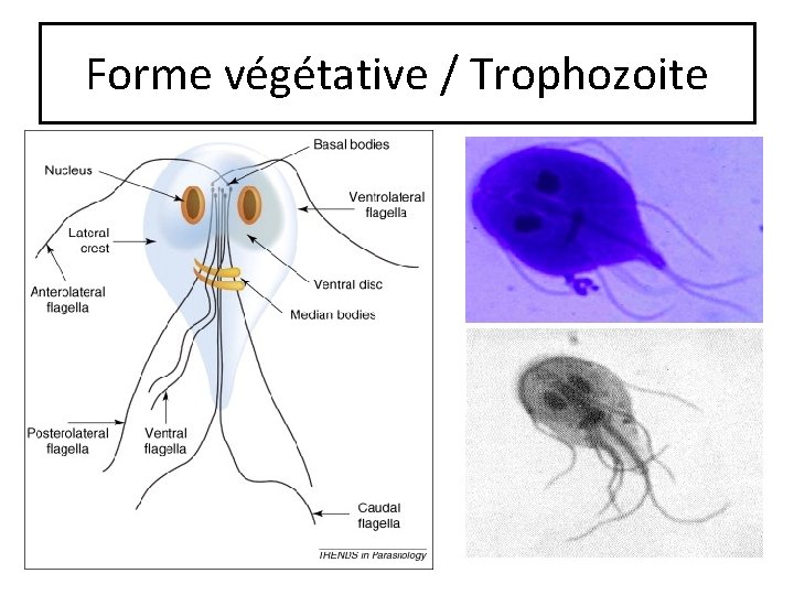 Les Flagells intestinaux et Urognitaux 15112015 Dr Amiour