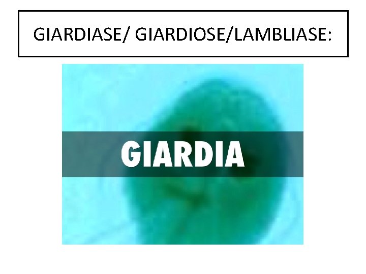 Les Flagells intestinaux et Urognitaux 15112015 Dr Amiour