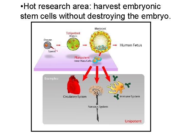 Tissue Engineering A K A regenerative medicine Lab