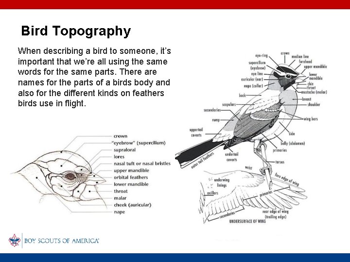 This basis for this Bird Study MB slide