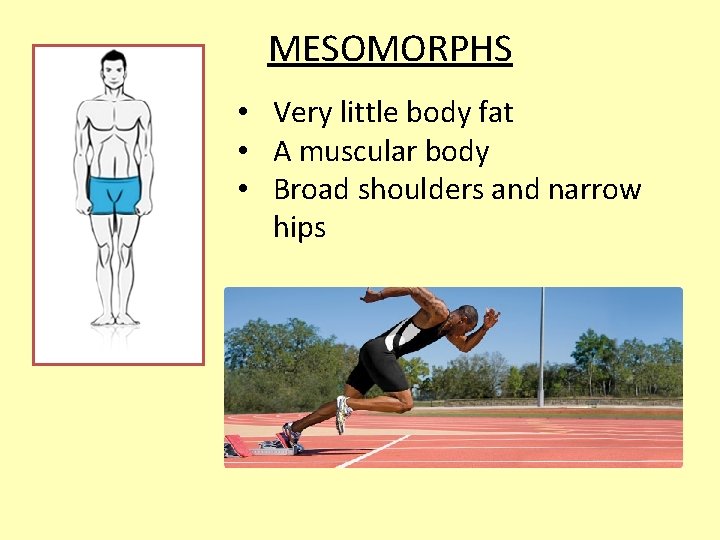 Somatotypes what you should know Knowledge Describe the