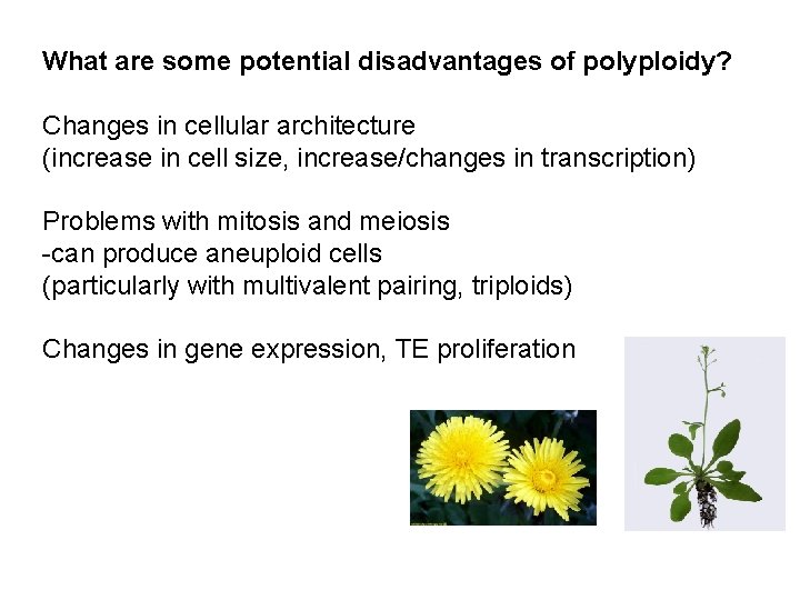 The plant of the day Musa acuminata Musa