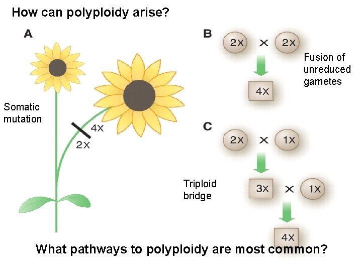 The plant of the day Musa acuminata Musa