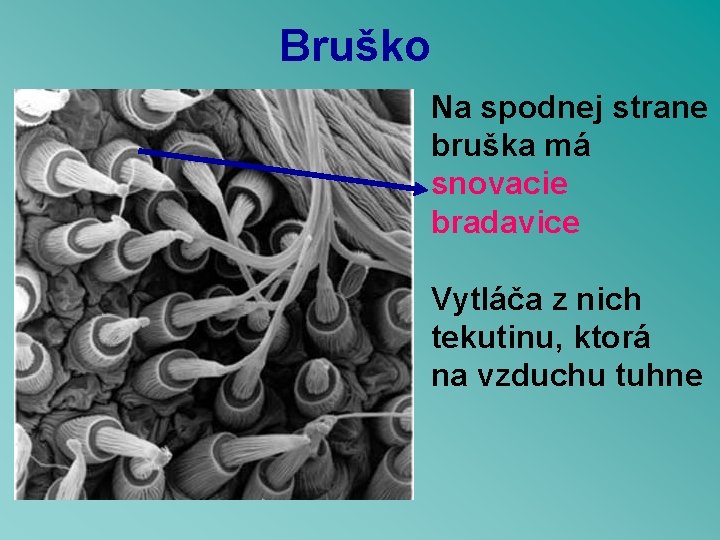 LESN BEZSTAVOVCE Lenka Zemanov KRIIAK OBYAJN Njdeme ho
