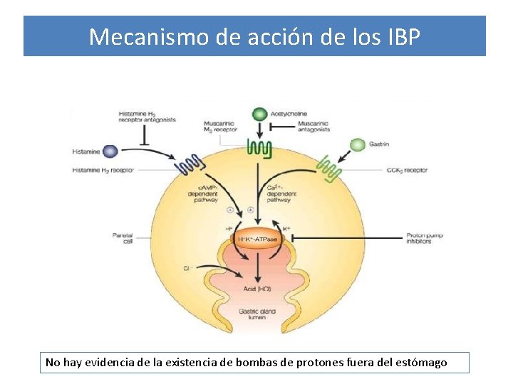 Inhibidores de la bomba de protones ni tan