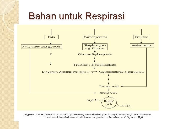 Respirasi Respirasi Proses oksidasi senyawa organik menjadi CO