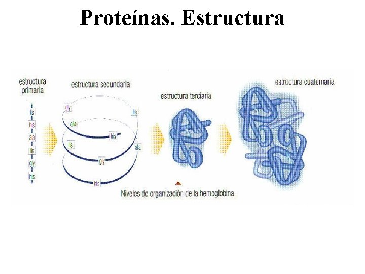 TEMA 3 PROTENAS Composicin Aminocidos caractersticas clasificacin ...