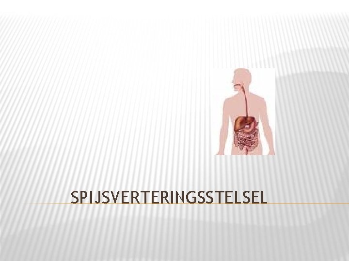 SPIJSVERTERINGSSTELSEL DE MOND Het begin van de spijsvertering