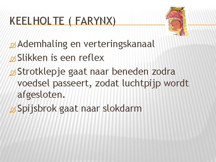 SPIJSVERTERINGSSTELSEL DE MOND Het begin van de spijsvertering