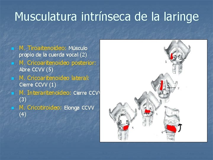 Cursotaller de exploracin larngea Laringoscopia indirecta Laringoscopia ...