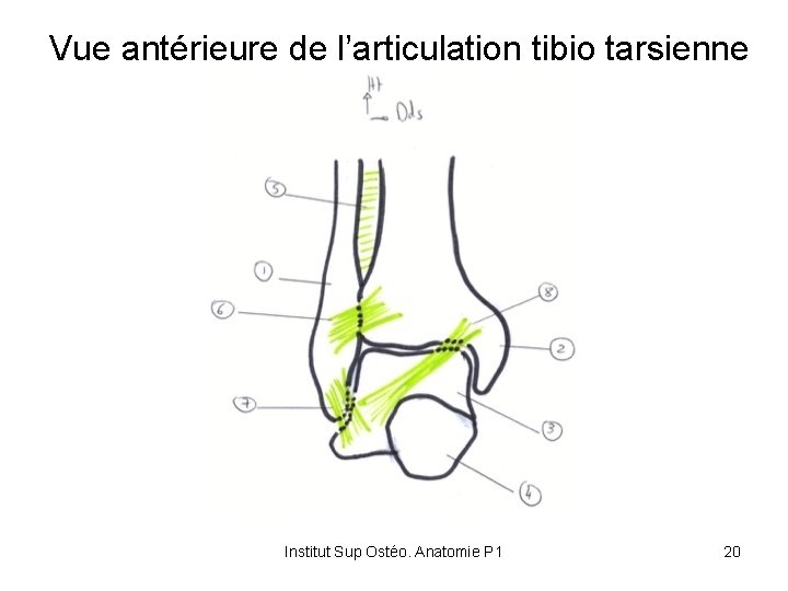 Ostologie et arthrologie de la cheville Dr Marchaland