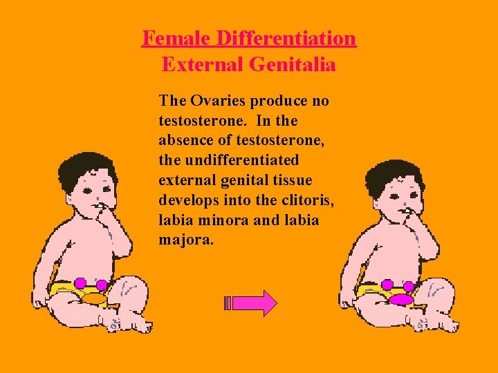 Human Sexual Gender Differentiation All mammals including humans