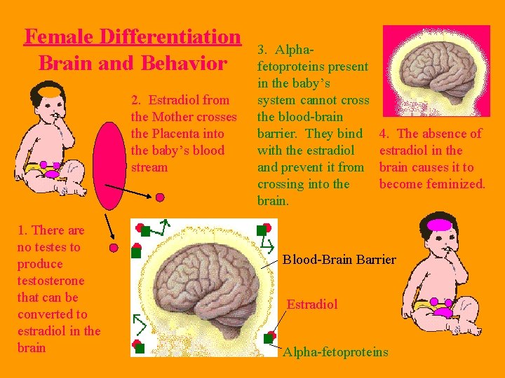 Human Sexual Gender Differentiation All mammals including humans