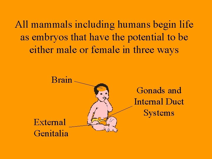 Human Sexual Gender Differentiation All mammals including humans