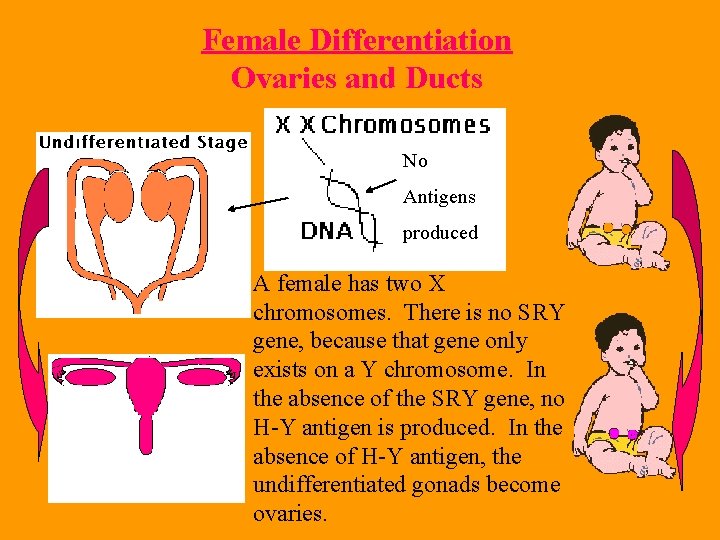 Human Sexual Gender Differentiation All mammals including humans
