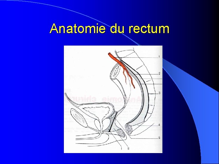 Pathologies chirurgicales du Colon et du Rectum Davide
