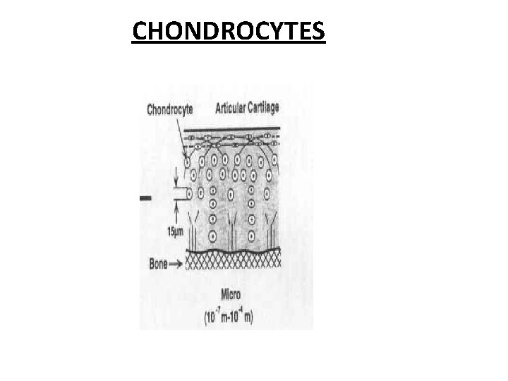 BIOCHEMISTRY OF CARTILAGE DEFINITION Specialized form of connective