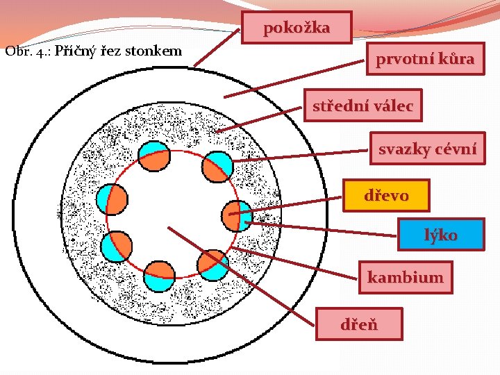Vegetativn rostlinn orgny Stonek funkce nese ostatn orgny