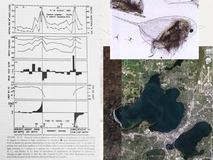 POPULATION DYNAMICS AND COMMUNITY ECOLOGY OF ZOOPLANKTON Range