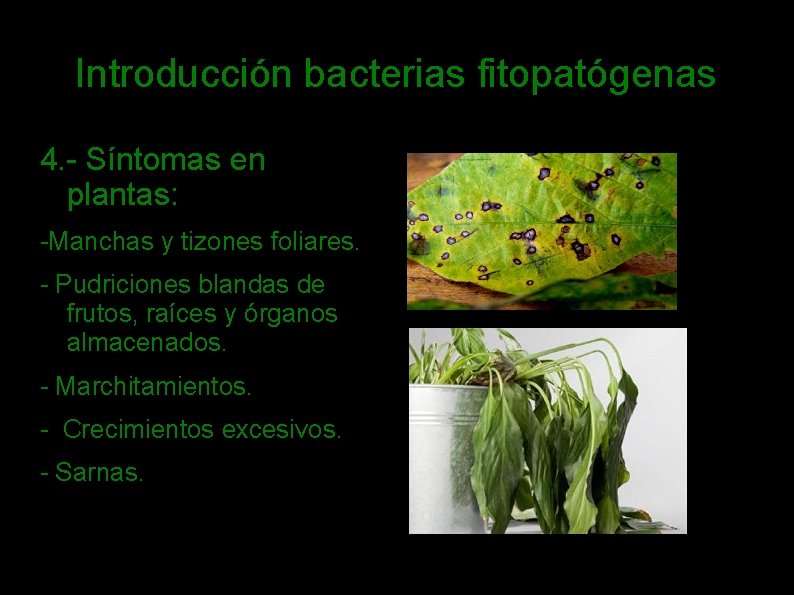 CAPTULO 6 ORGANISMOS PATGENOS PARA LAS PLANTAS Virus