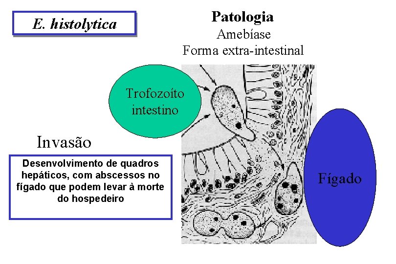 Classificao dos Parasitas do Homem segundo seu Mecanismo