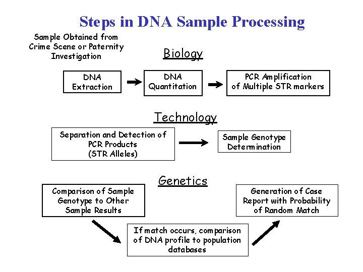 Brief History of Forensic DNA Typing 1980 Ray