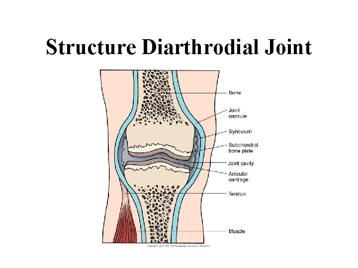 ALTERATIONS IN MOBILITY Assessment of the Musculoskeletal System