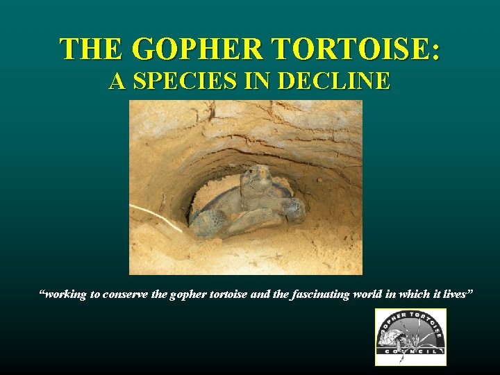 THE GOPHER TORTOISE A SPECIES IN DECLINE working