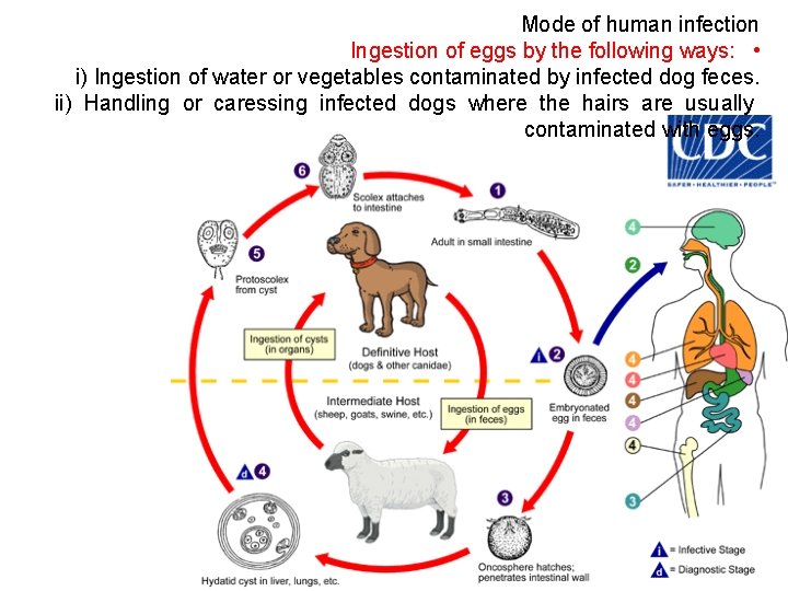 Lecture 2 part 2 Cestode infecting human Introduced