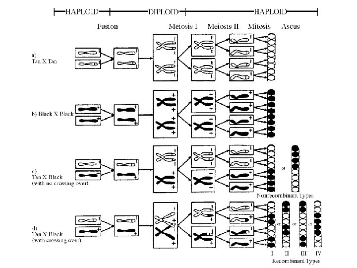 Bio 2970 Lab 6 Tetrad Analysis Sarah Van