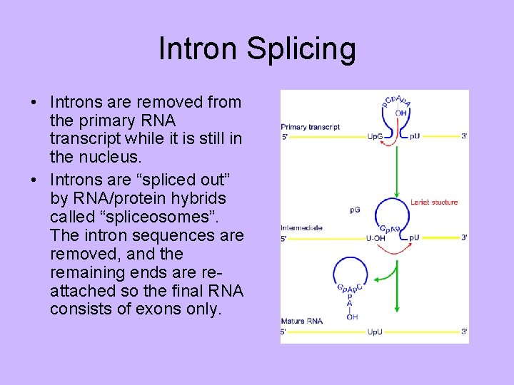 Making Human eukaryote proteins in Bacteria prokaryote Nucleus