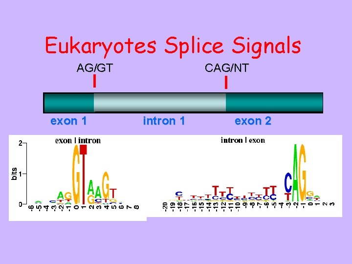 Making Human eukaryote proteins in Bacteria prokaryote Nucleus