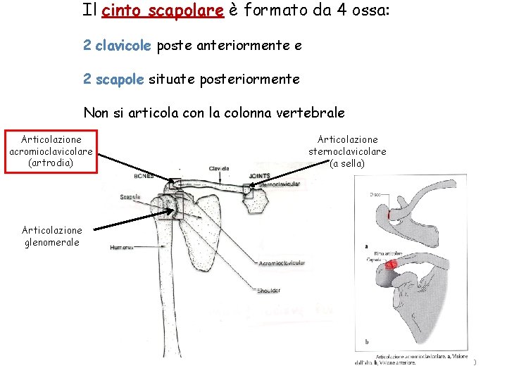 SCHELETRO APPENDICOLARE 1 Scheletro appendicolare Comprende le ossa