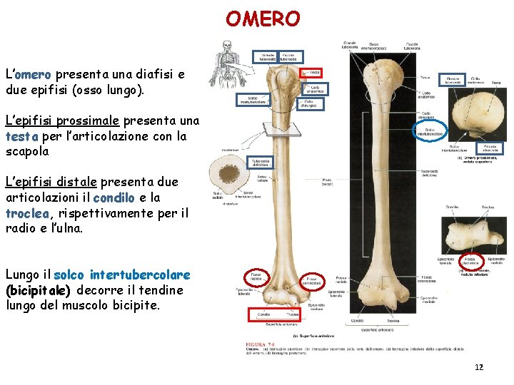 SCHELETRO APPENDICOLARE 1 Scheletro appendicolare Comprende le ossa