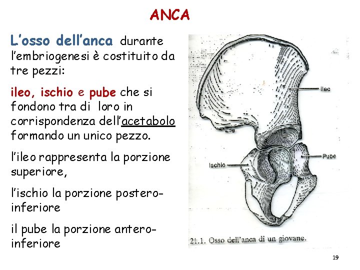 SCHELETRO APPENDICOLARE 1 Scheletro appendicolare Comprende le ossa