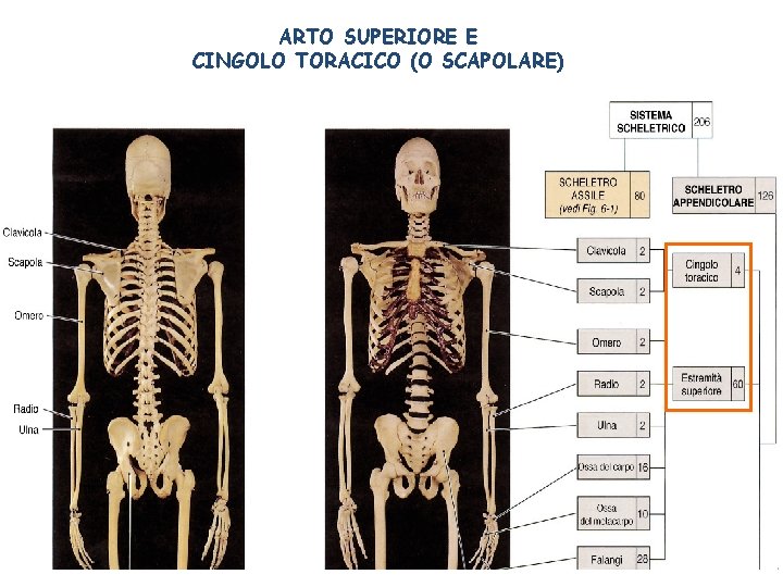 SCHELETRO APPENDICOLARE 1 Scheletro appendicolare Comprende le ossa