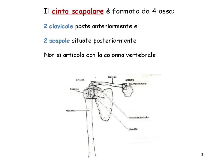SCHELETRO APPENDICOLARE 1 Scheletro appendicolare Comprende le ossa