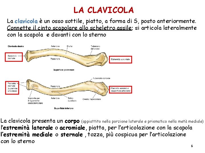 SCHELETRO APPENDICOLARE 1 Scheletro appendicolare Comprende le ossa