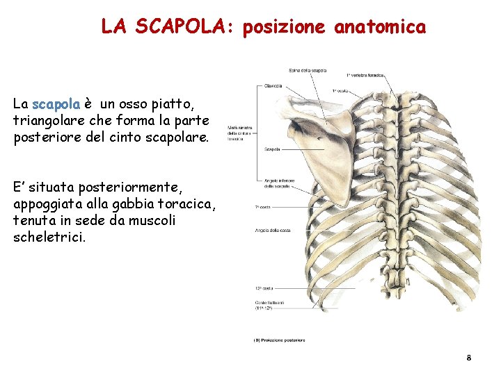 SCHELETRO APPENDICOLARE 1 Scheletro appendicolare Comprende le ossa