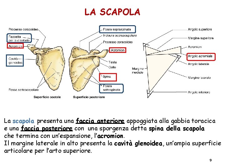 SCHELETRO APPENDICOLARE 1 Scheletro appendicolare Comprende le ossa